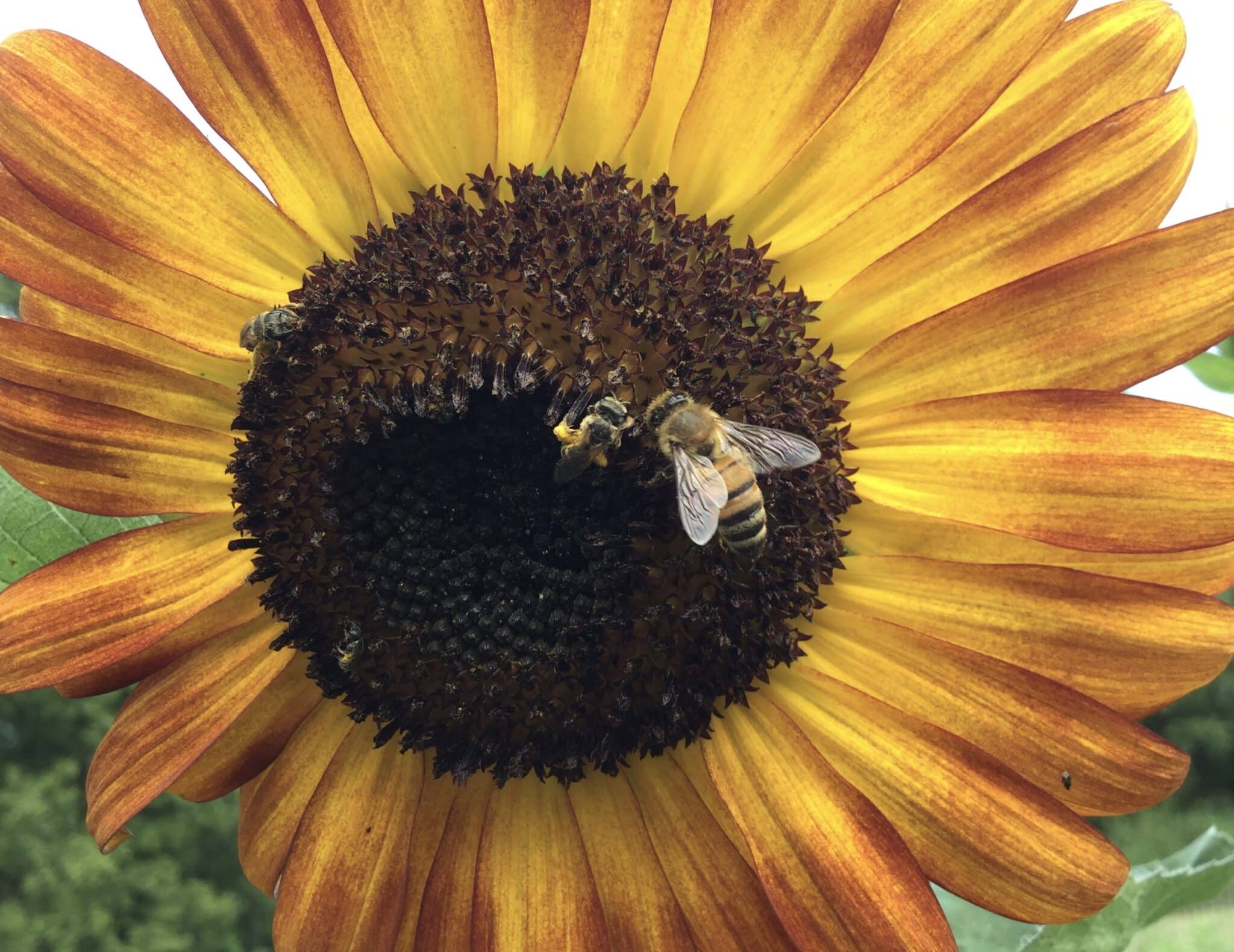 Let The Bees Eat Honey - Bee Kept