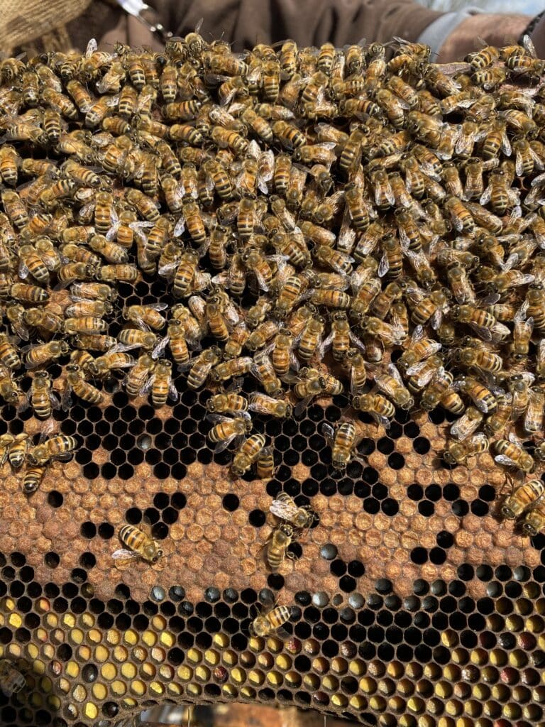 Bee Kept Bootcamp - Bee Kept